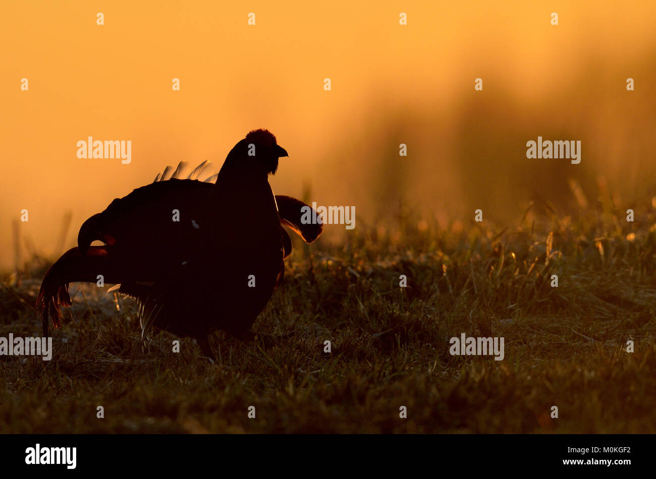 Silhouette de tétras-rouge sur fond de ciel. (Tetrao tetrix), (Lyrurus ...