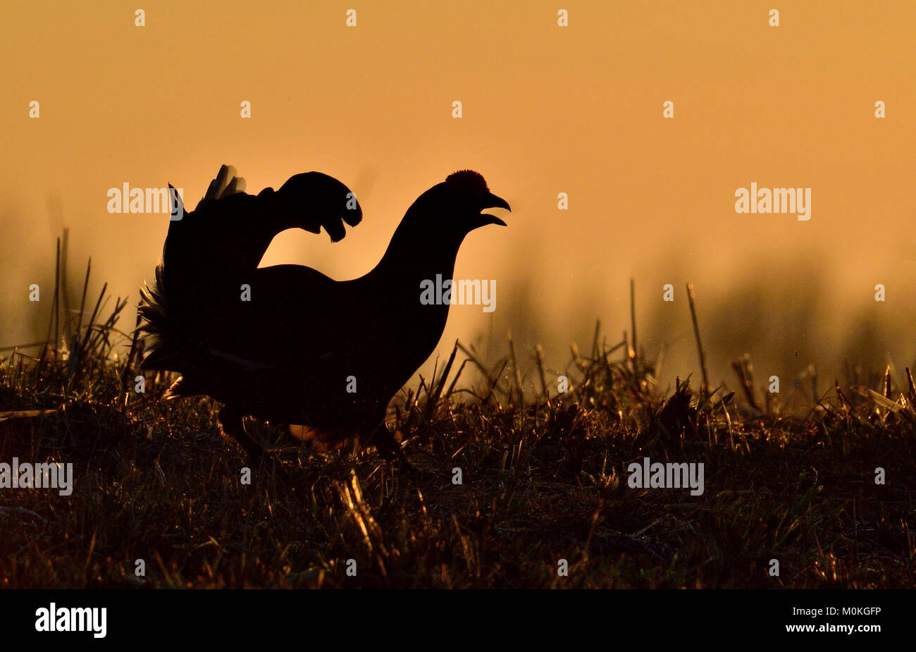Silhouette de tétras-rouge sur fond de ciel. (Tetrao tetrix), (Lyrurus ...