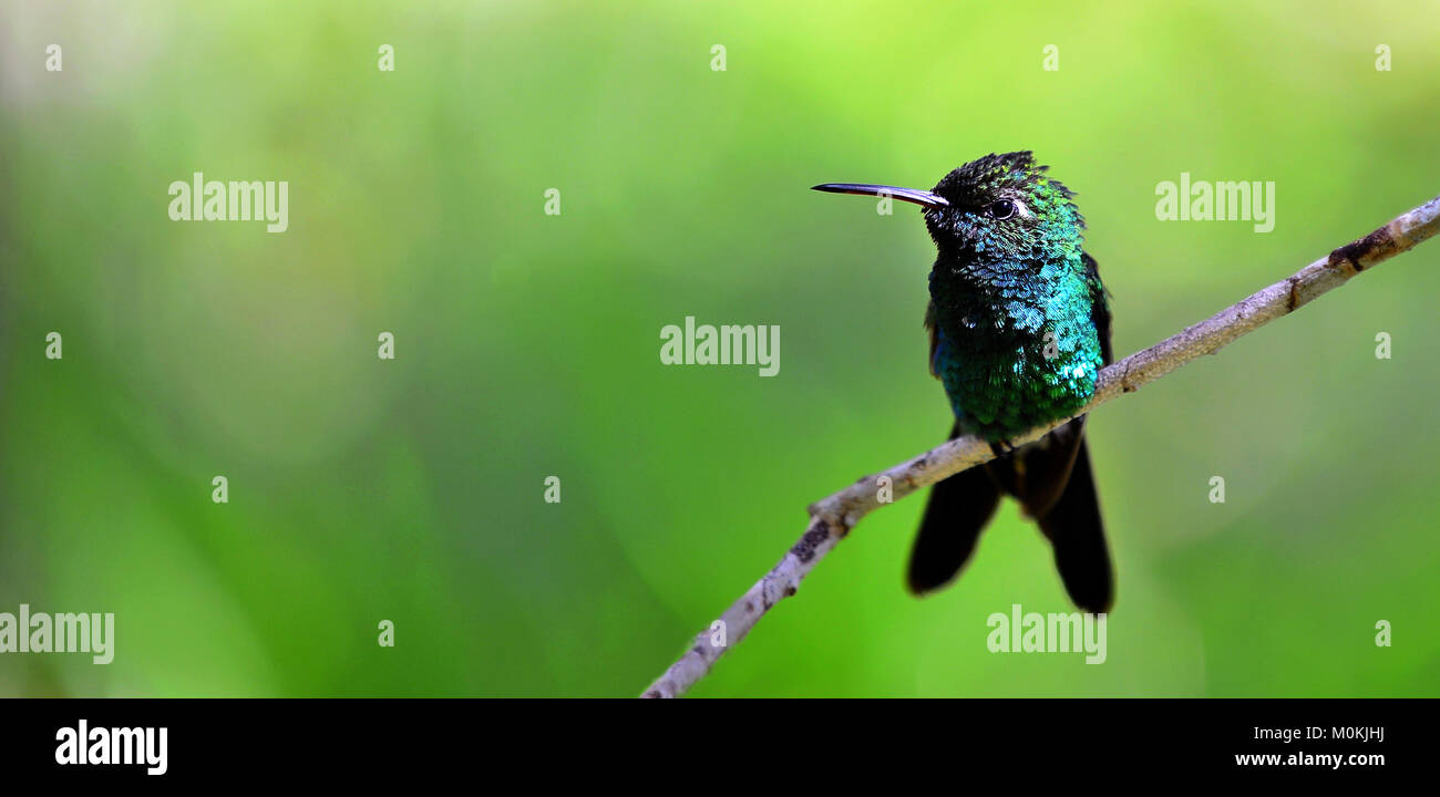 Colibri émeraude de cuba Banque de photographies et d’images à haute ...