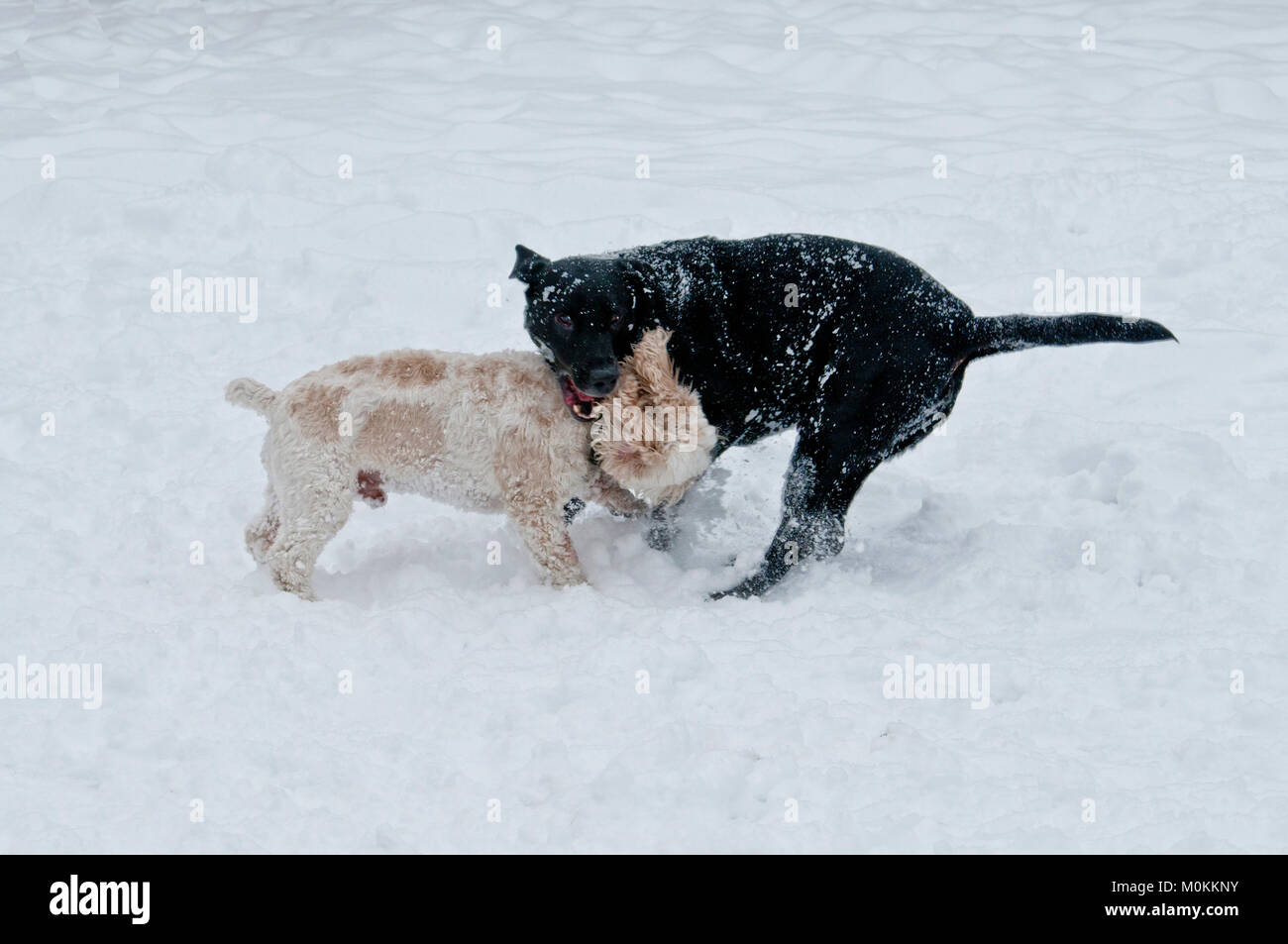 Cockapoo jouant avec labrador retriever Banque de photographies et d ...