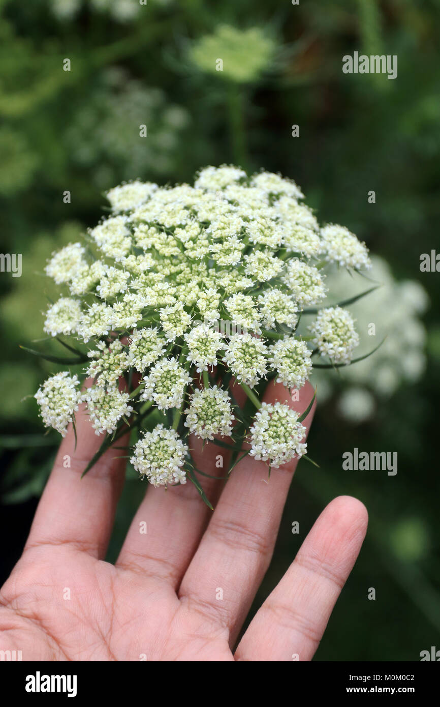 Close up de fleurs de carotte Photo Stock - Alamy