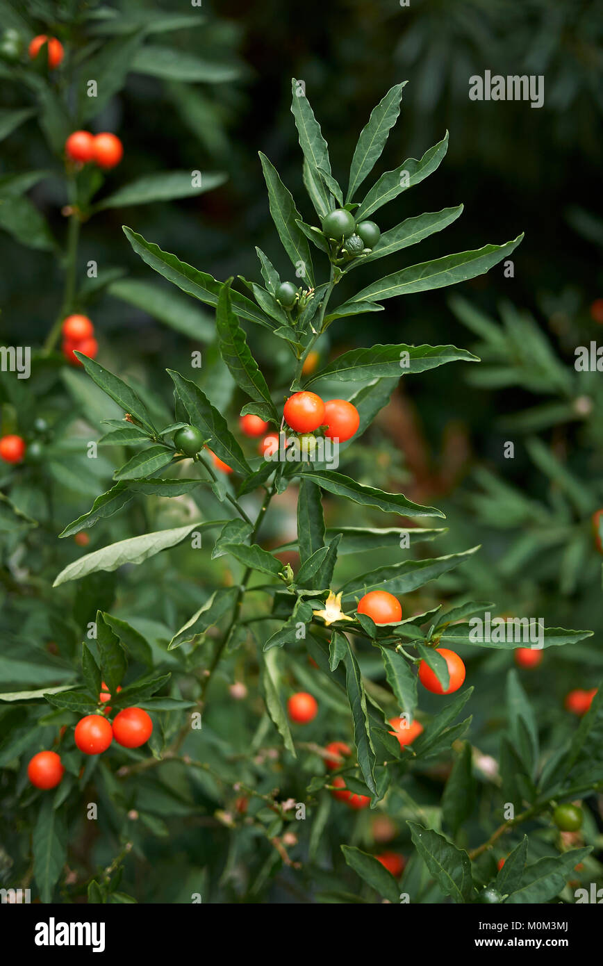 Solanum pseudocapsicum Banque de photographies et d’images à haute ...