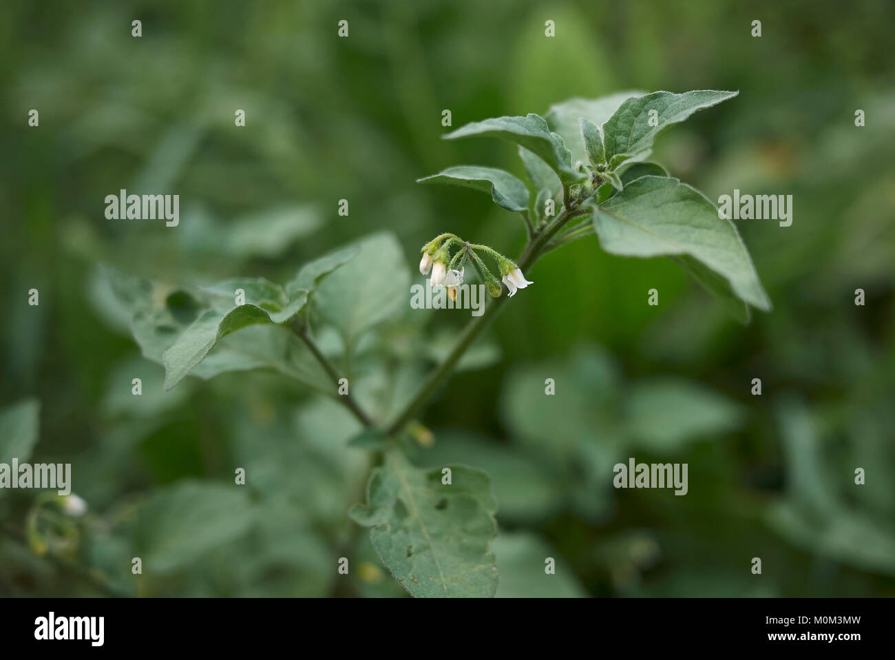 Black nightshade solanum nigrum plant Banque de photographies et d ...