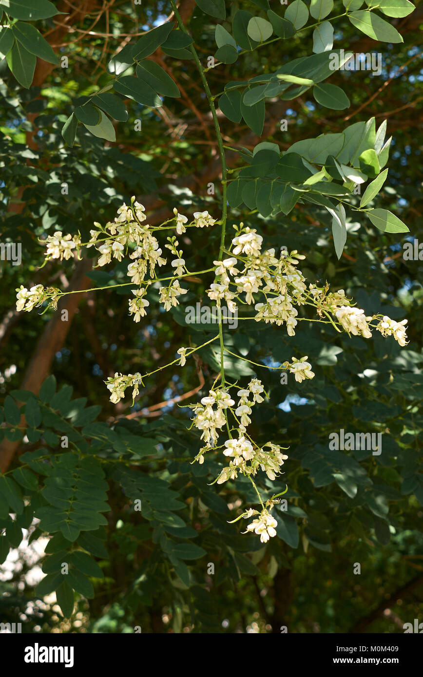 Styphnolobium japonicum Banque de photographies et d’images à haute ...