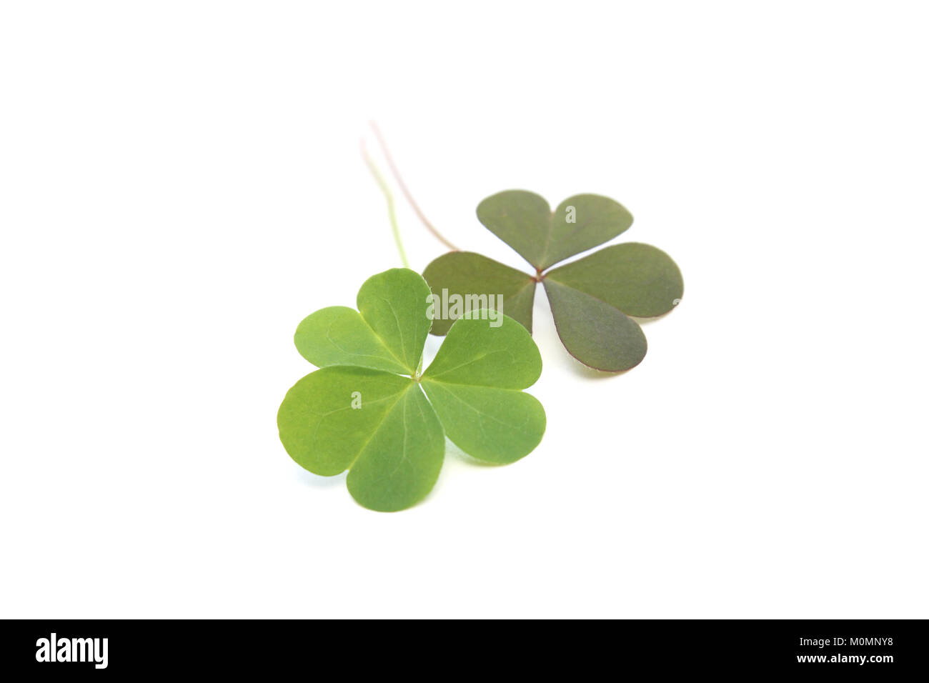 Feuille de trèfle Banque d'images détourées - Alamy