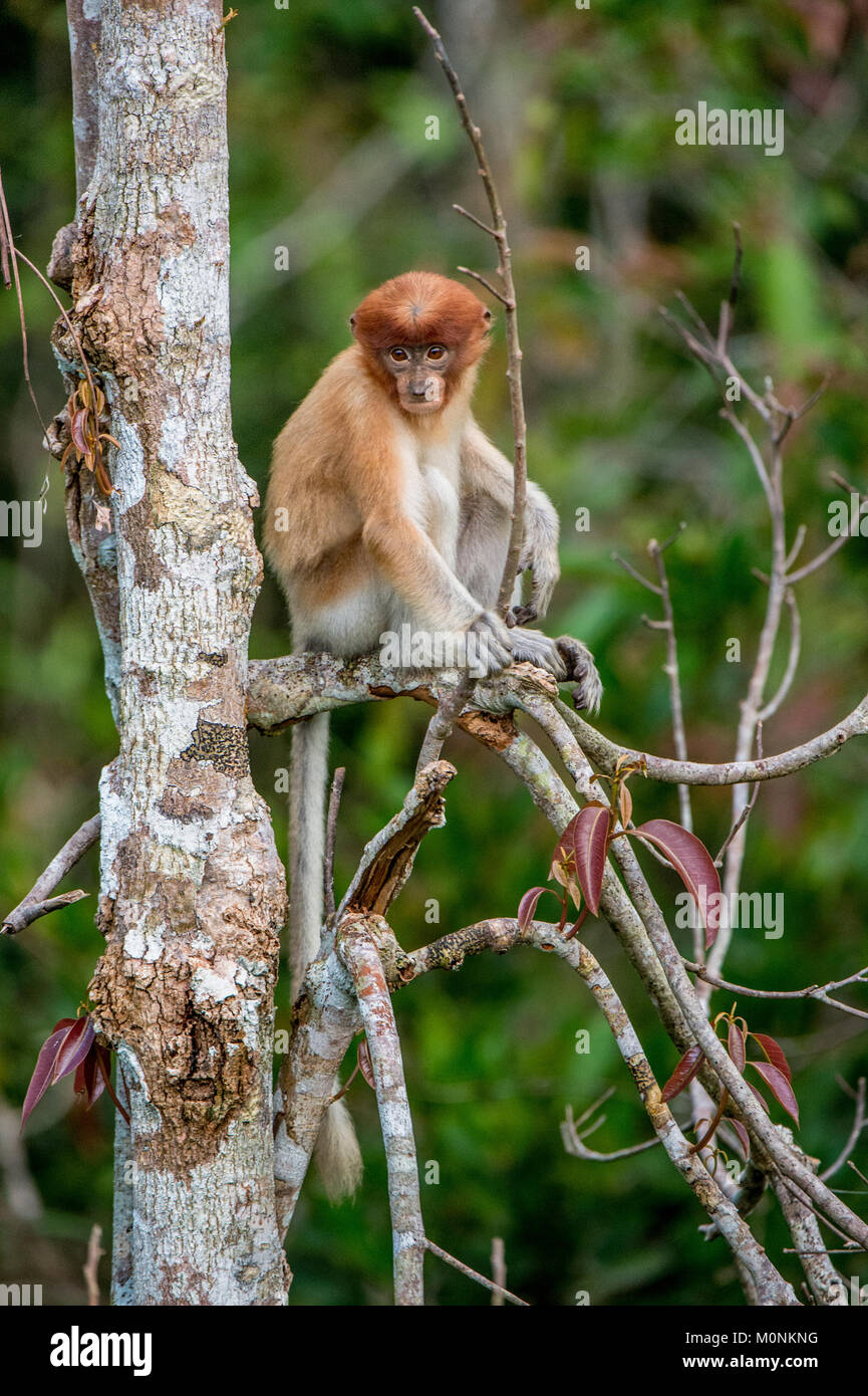 Jeune singe sur un arbre Banque de photographies et d’images à haute ...