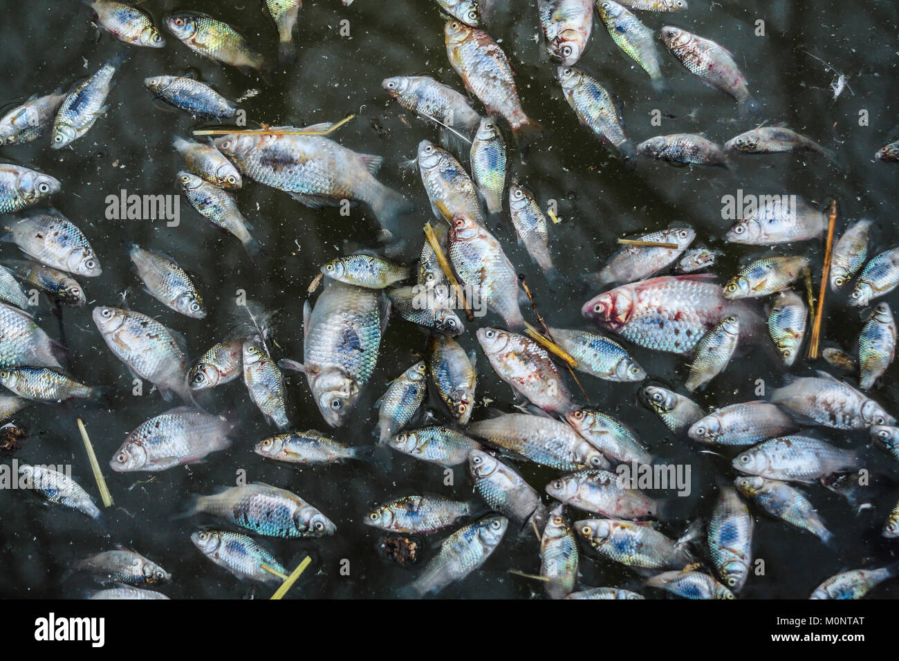 Dead fishes Banque de photographies et d’images à haute résolution - Alamy