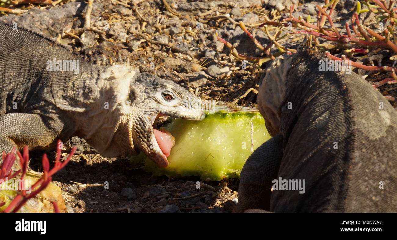 Archipelago de colon Banque de photographies et d’images à haute ...