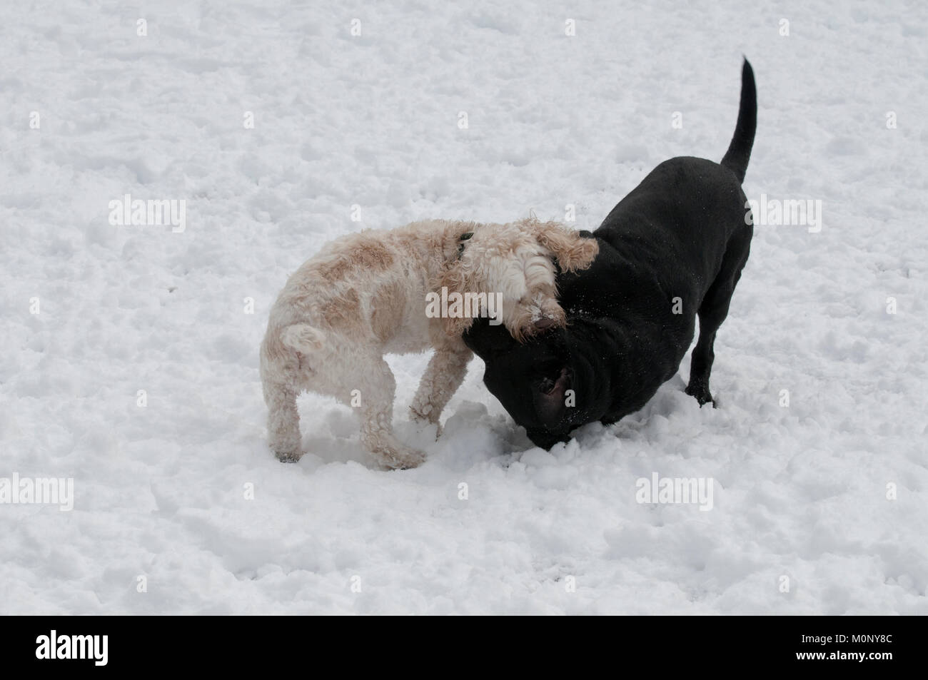 Cockapoo jouant avec labrador retriever Banque de photographies et d ...