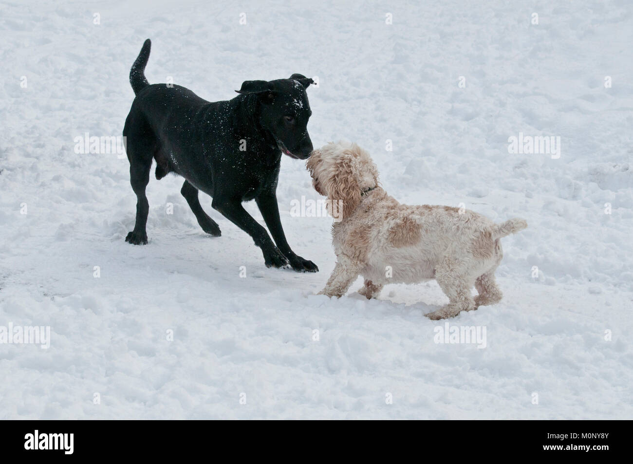 Cockapoo jouant avec black labrador retriever Banque de photographies ...