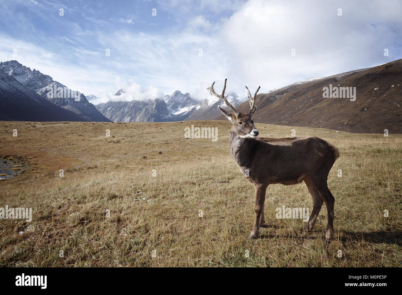 Les caribous sont de grands mammifères herbivores indigènes des régions ...