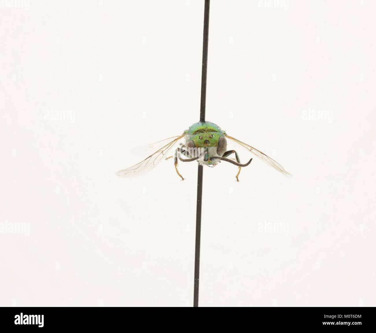 Une illustration ou une référence à Cephalochrysis ehrenbergi, une ...