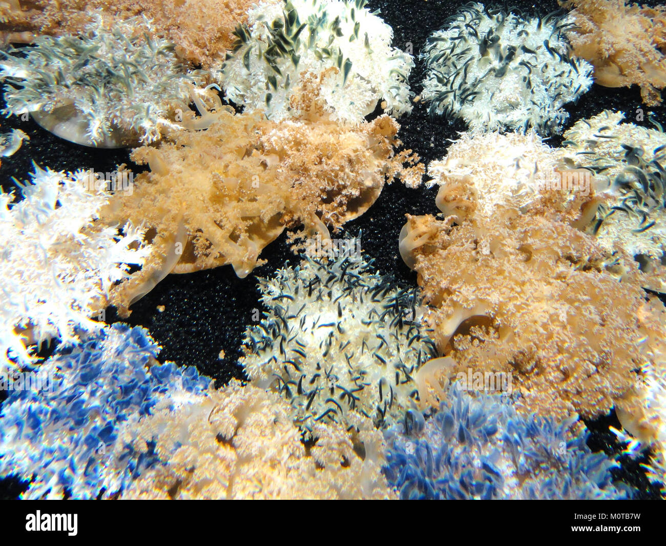 Cassiopea sp Banque de photographies et d’images à haute résolution - Alamy