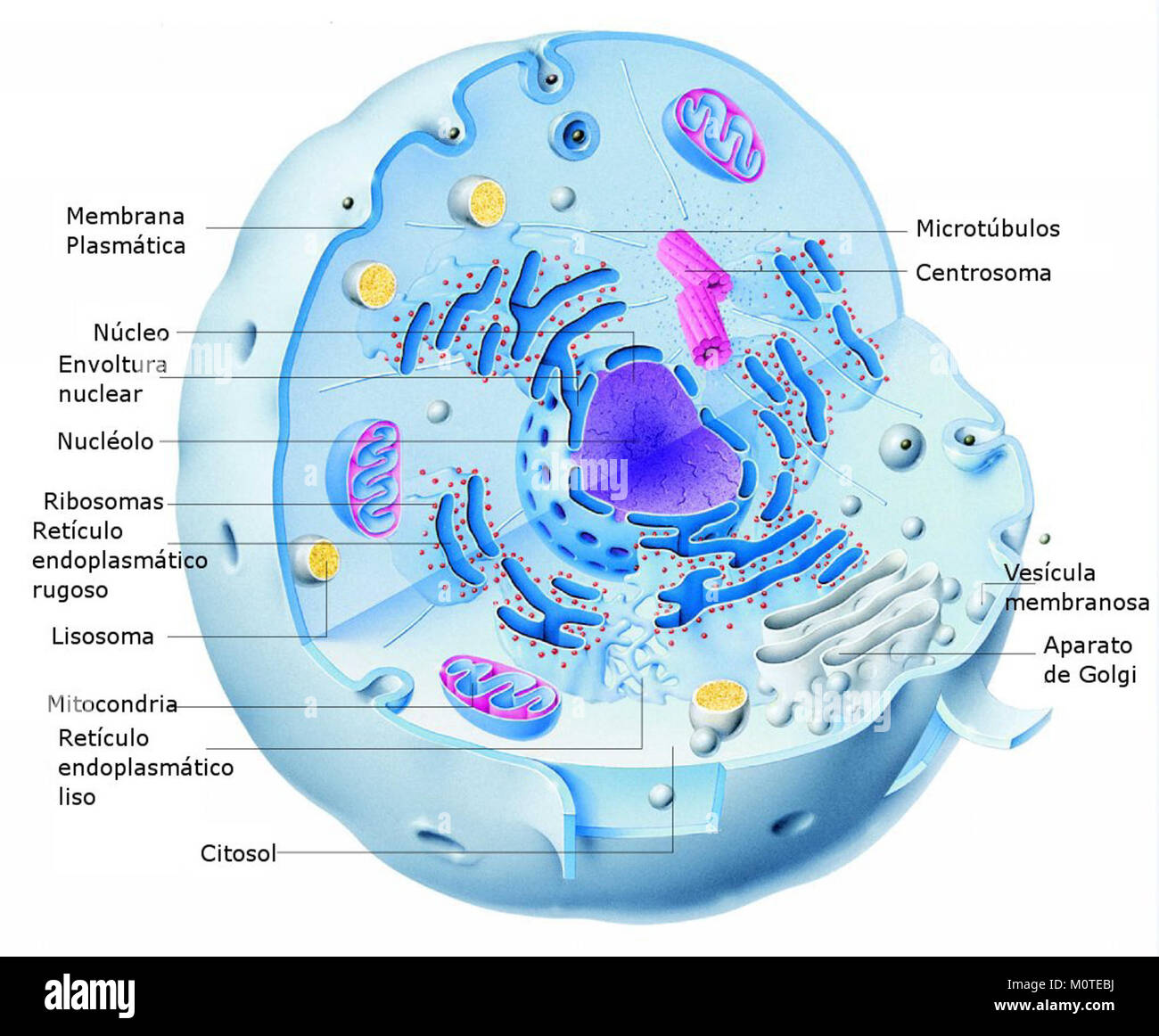 Celula eucariota a Banque de photographies et d’images à haute ...