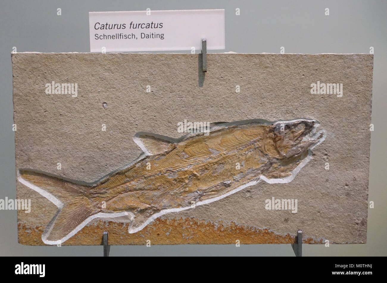 Caturus furcatus est une espèce disparue de poissons exposée au Museum ...