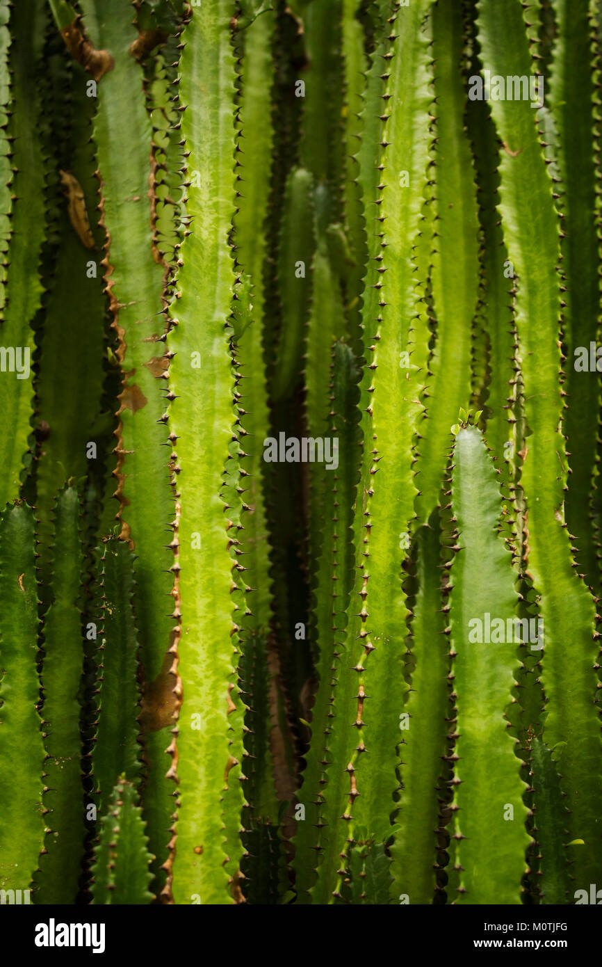 Cactus Euphorbia trigona (lait de l'Afrique de l'arbre Photo Stock - Alamy