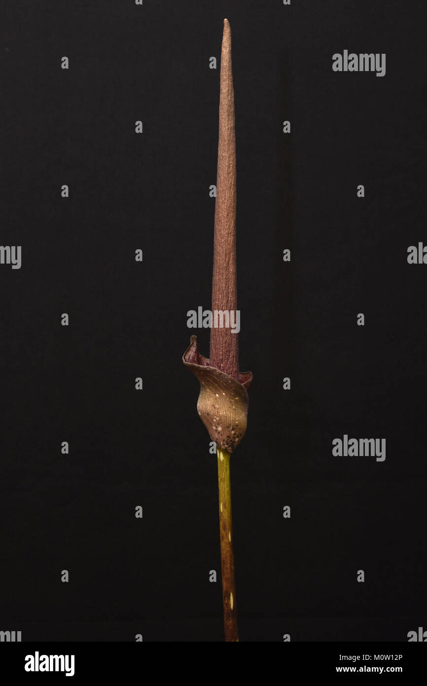 Amorphophallus maximus x amorphophallus variabilis Banque de ...