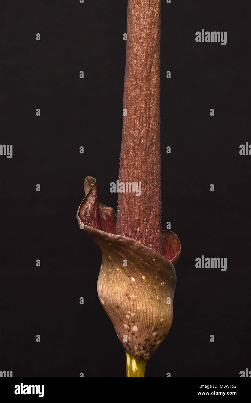 Amorphophallus maximus x amorphophallus variabilis Banque de ...