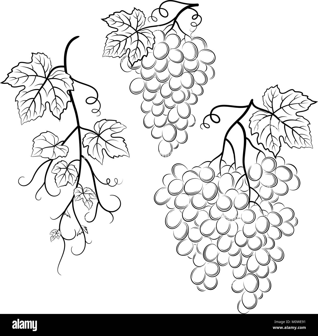 Dessin de grappe de raisin Banque d'images noir et blanc - Alamy