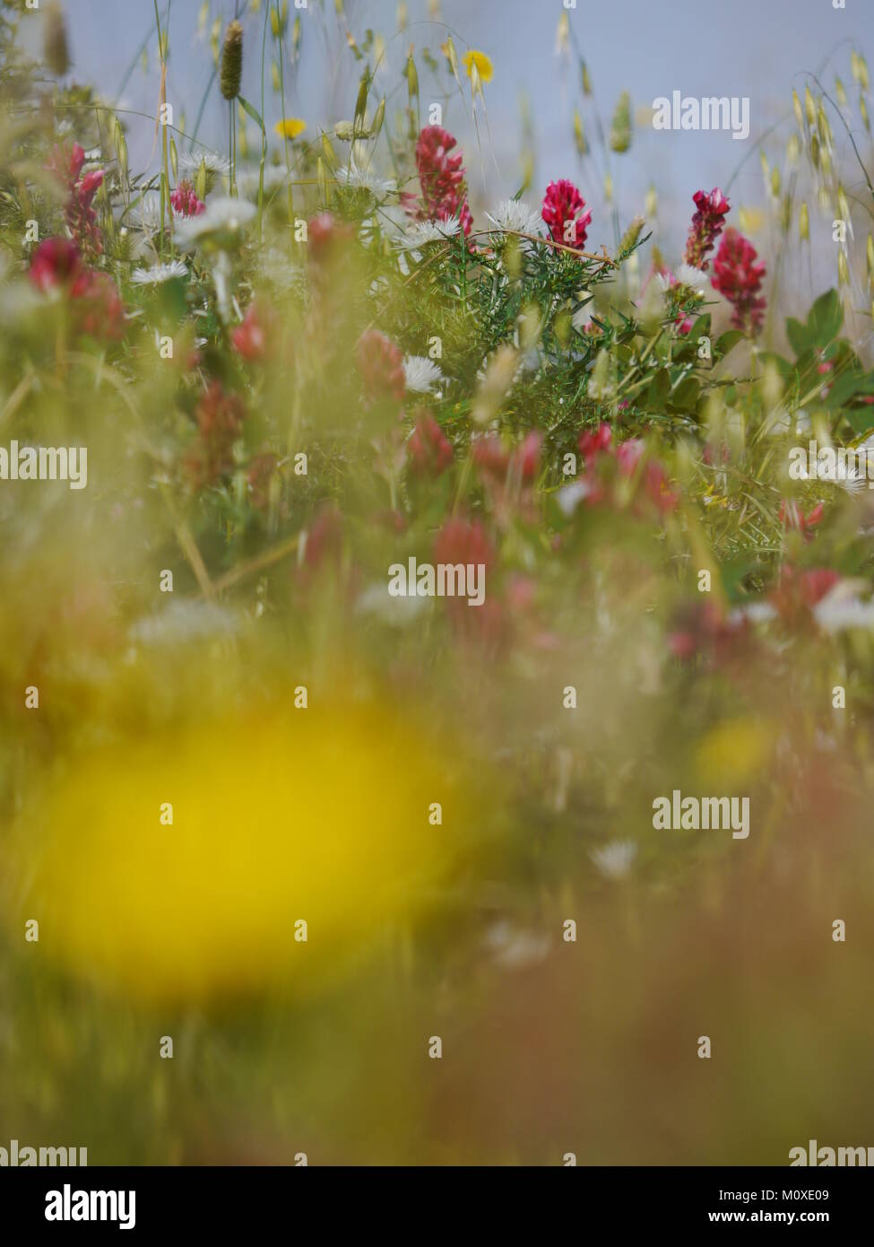 Beaucoup de fleurs blanches Banque de photographies et d’images à haute ...