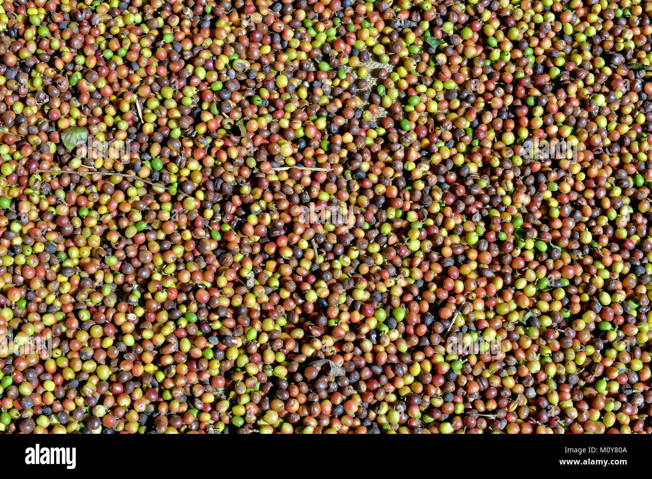 Arrière-plan de grains de café. La maturation des grains de café Photo ...