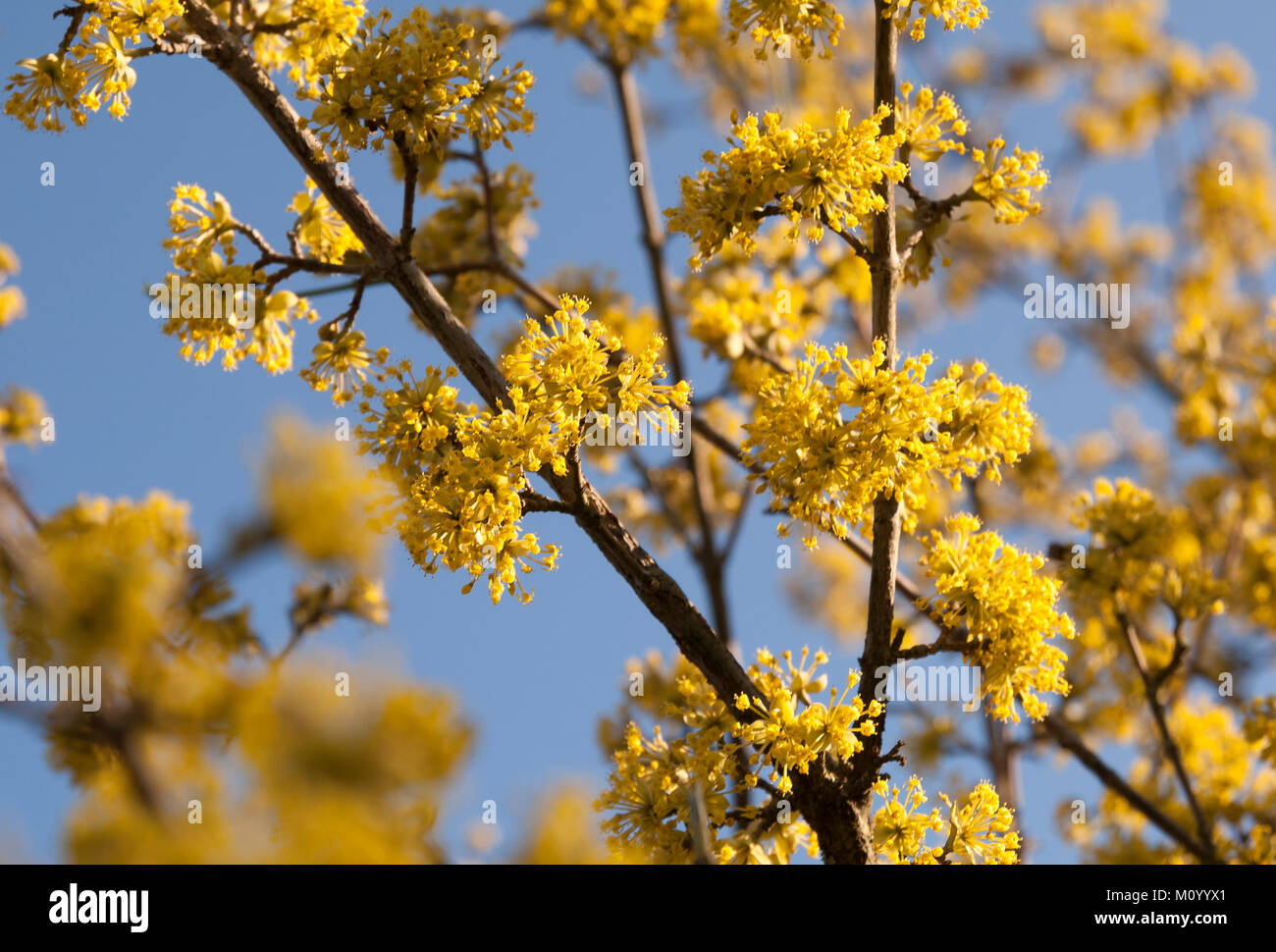 Cornus officinalis Banque de photographies et d’images à haute ...