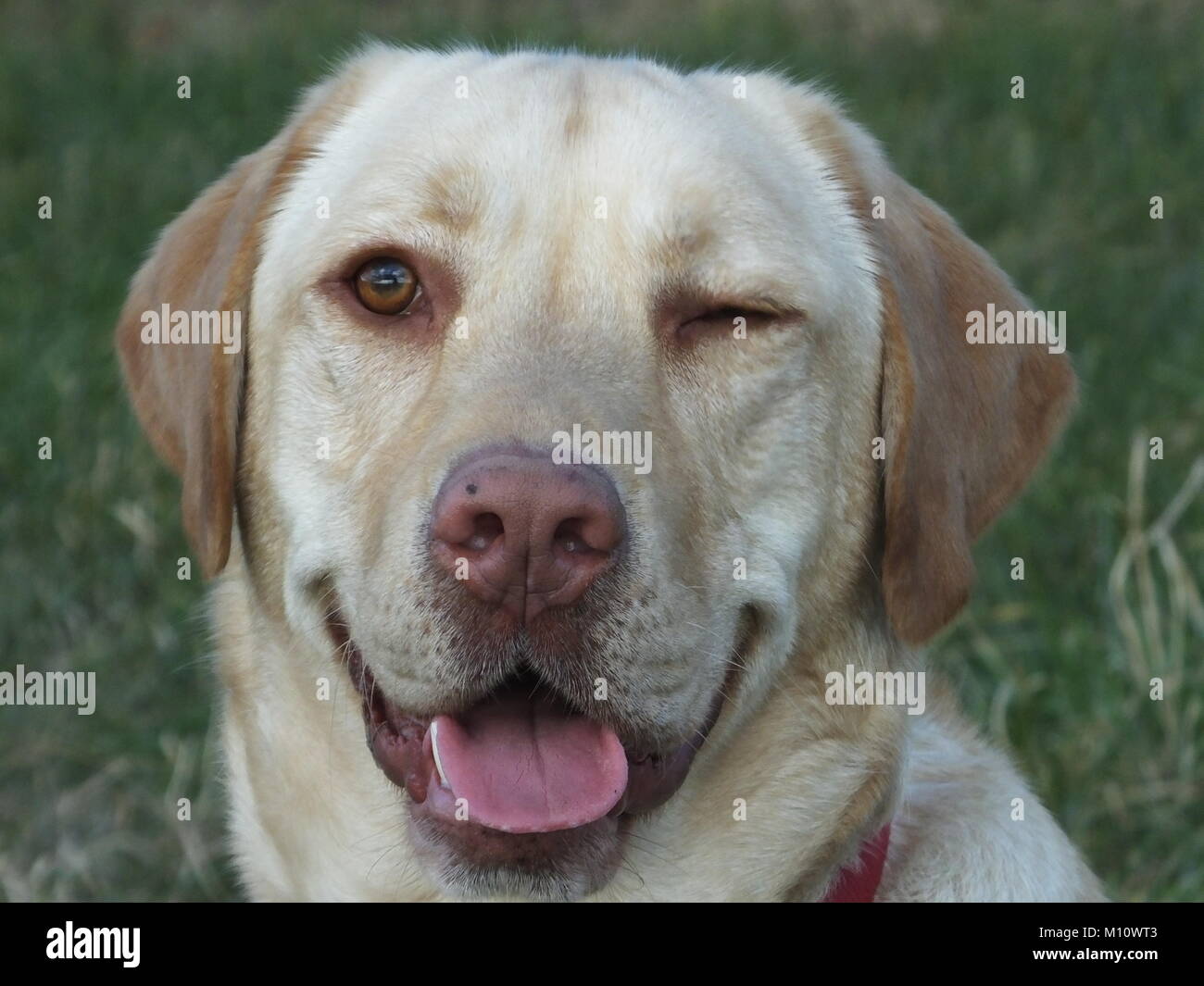 Chien blond labrador retriever Banque de photographies et d’images à ...