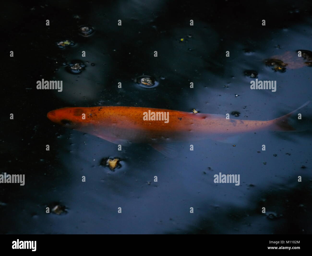 Poisson rouge eau sale Banque de photographies et d’images à haute ...