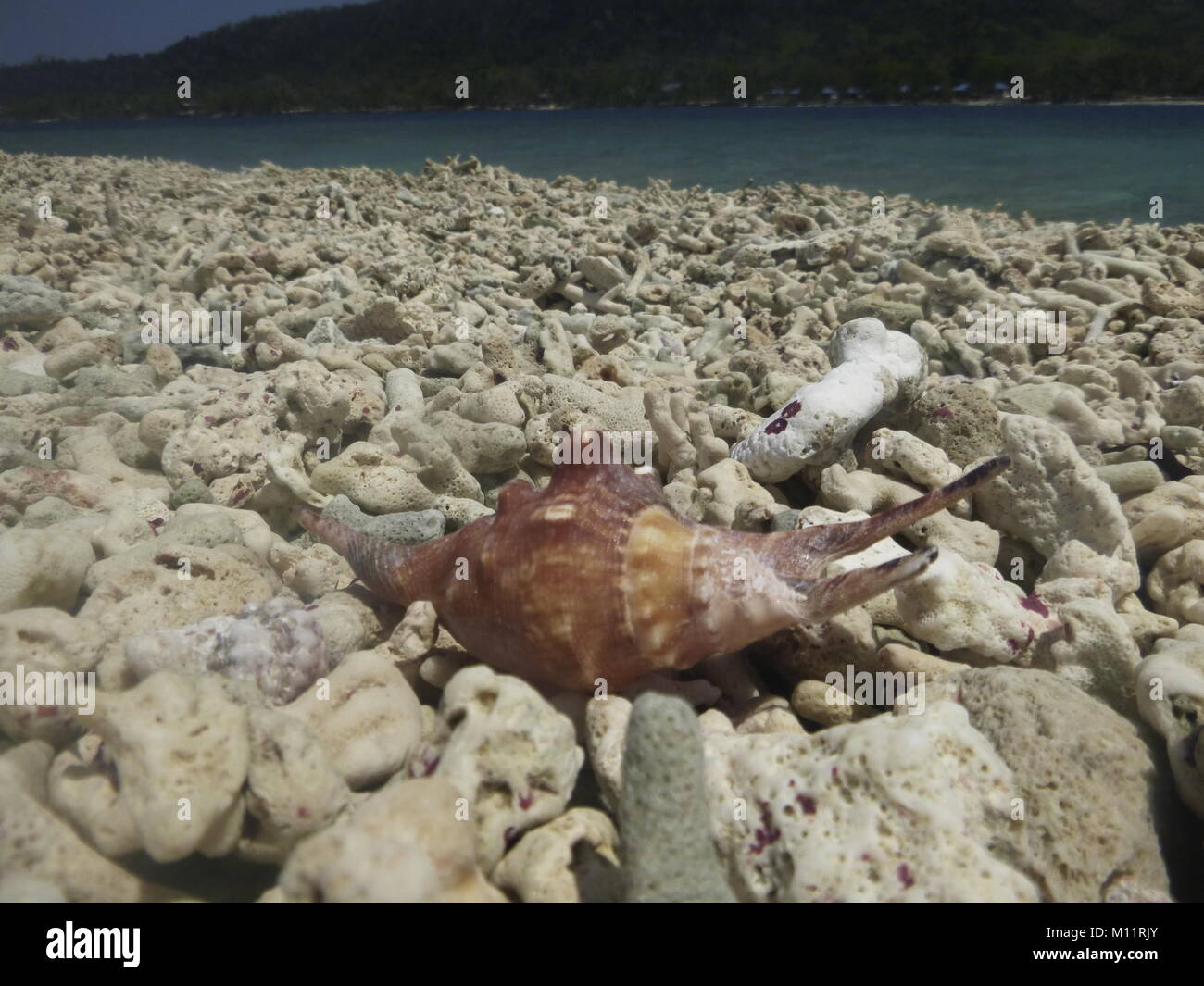 Ocean sea shells Banque de photographies et d’images à haute résolution ...