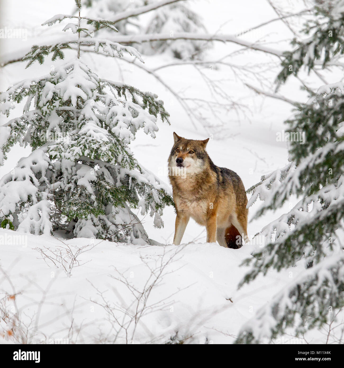 Loup des neiges Banque de photographies et d’images à haute résolution ...