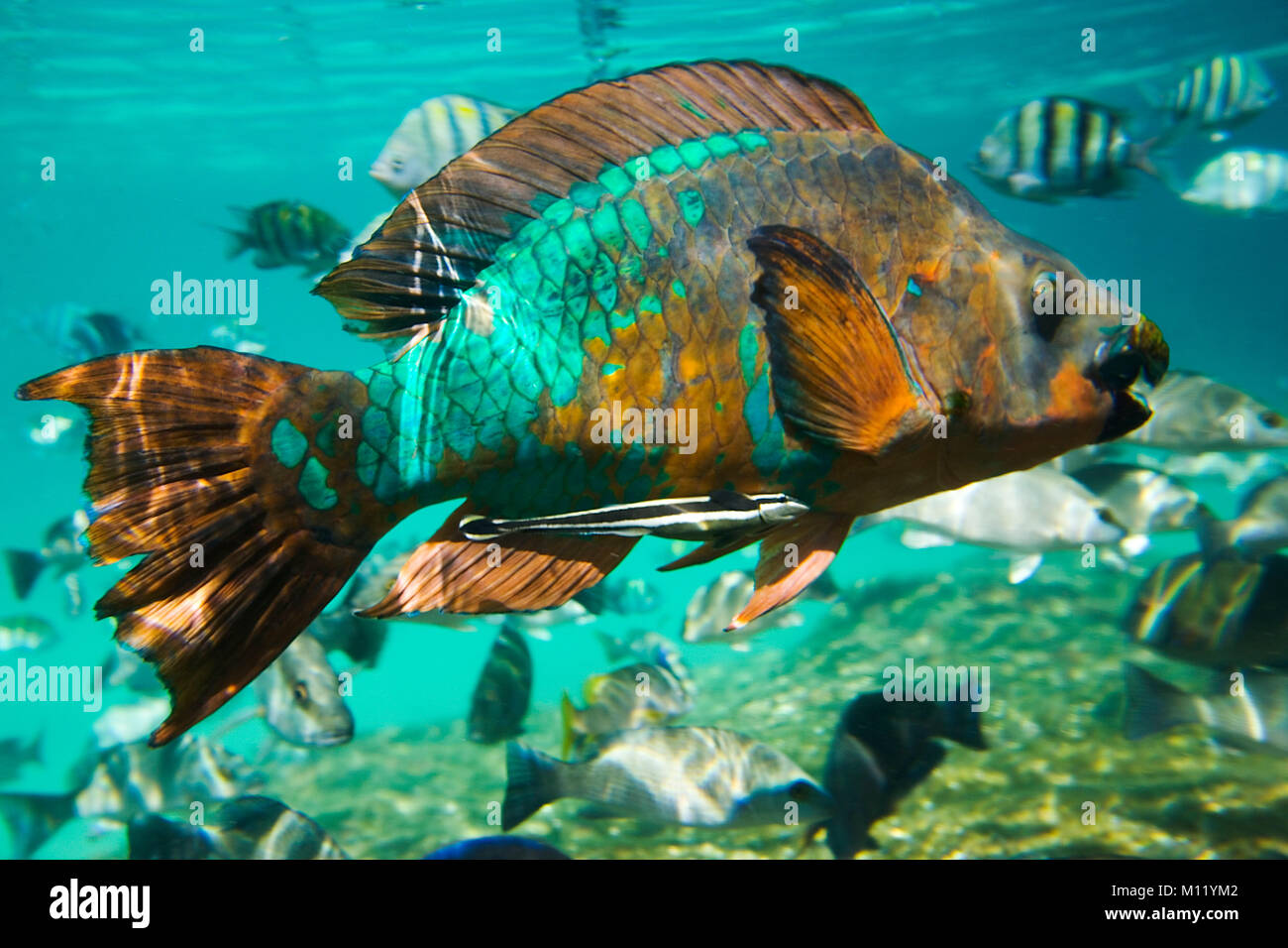 Le Mexique. Péninsule du Yucatan. Xel-Ha. Nature et Xel-Ha parc marin ...