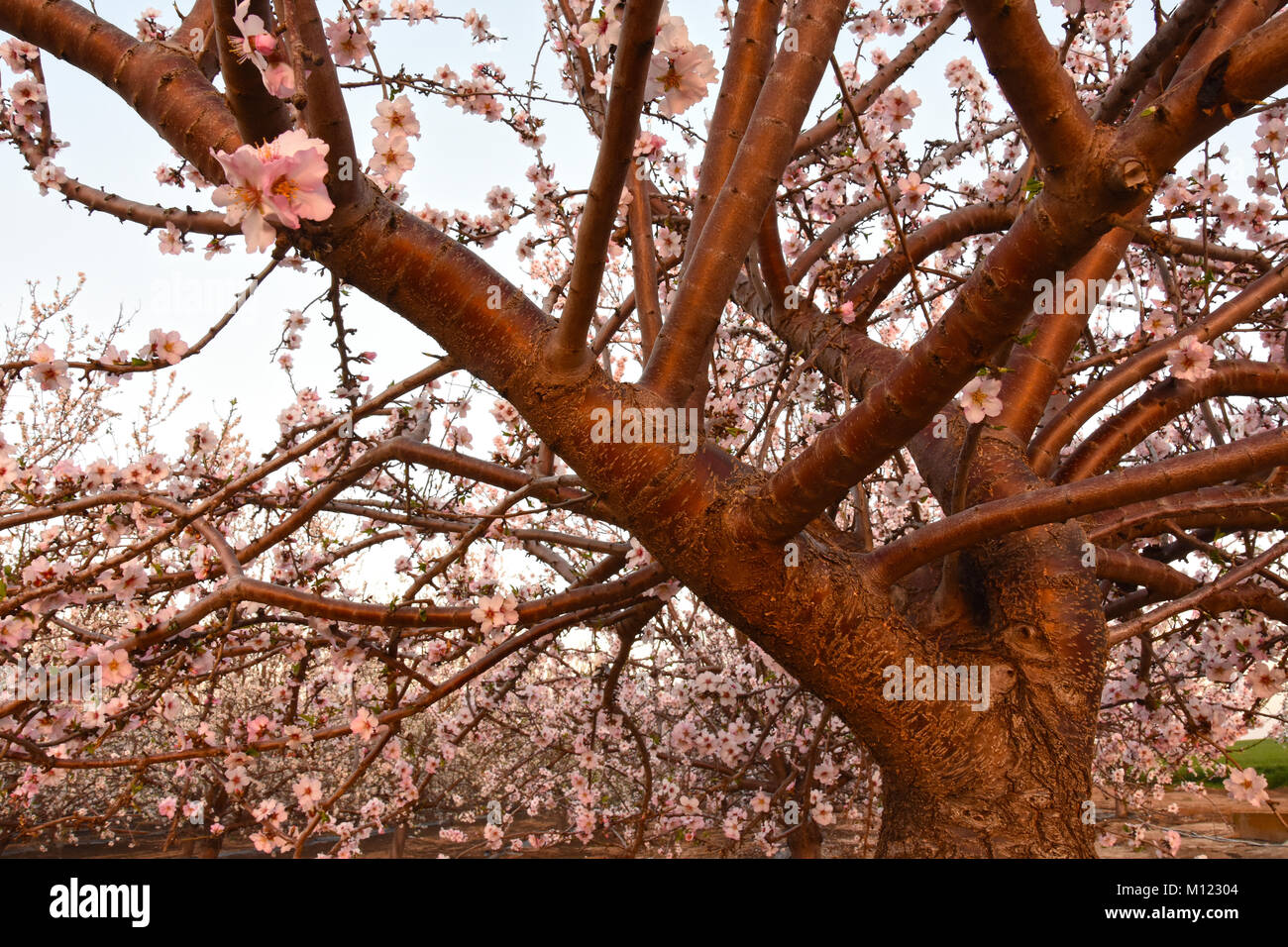 Amandier arbre Banque de photographies et d’images à haute résolution ...