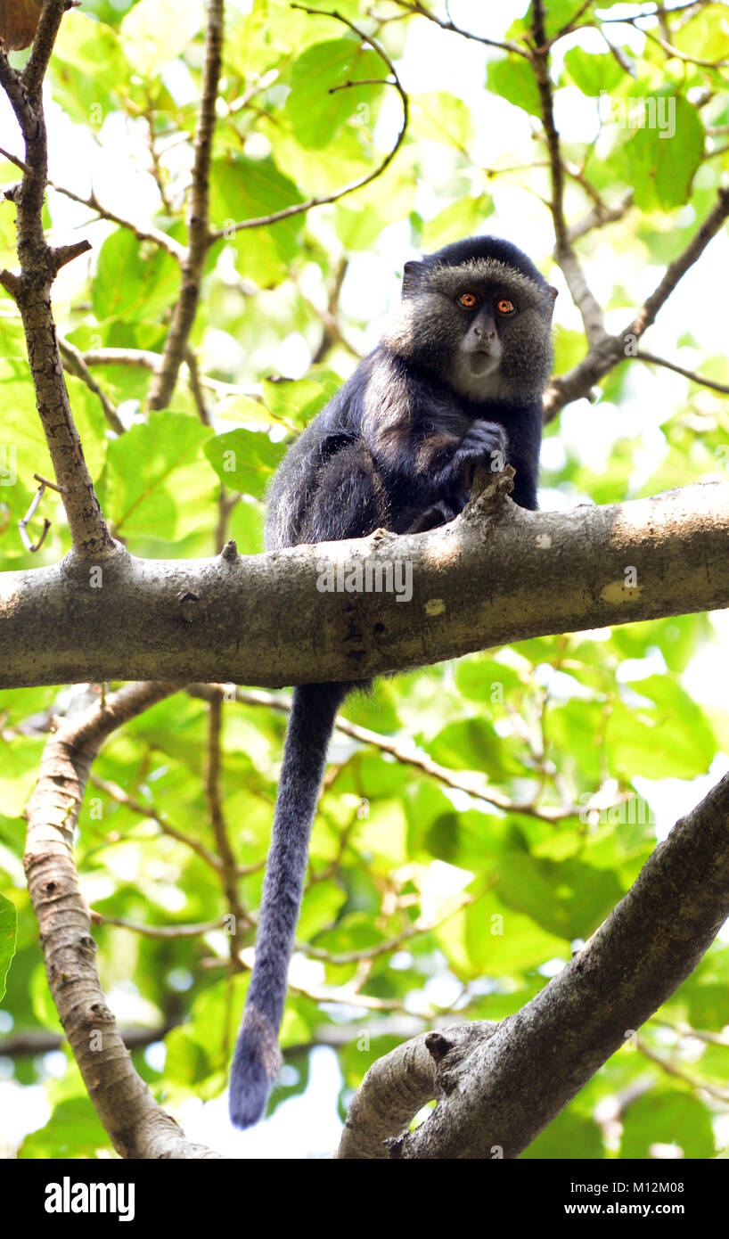 Singes bleus Banque de photographies et d’images à haute résolution ...