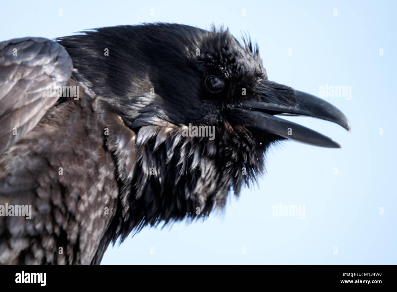 Qu'est-ce que le Corbeau dit ? . . Portrait .Raven Photo Stock - Alamy