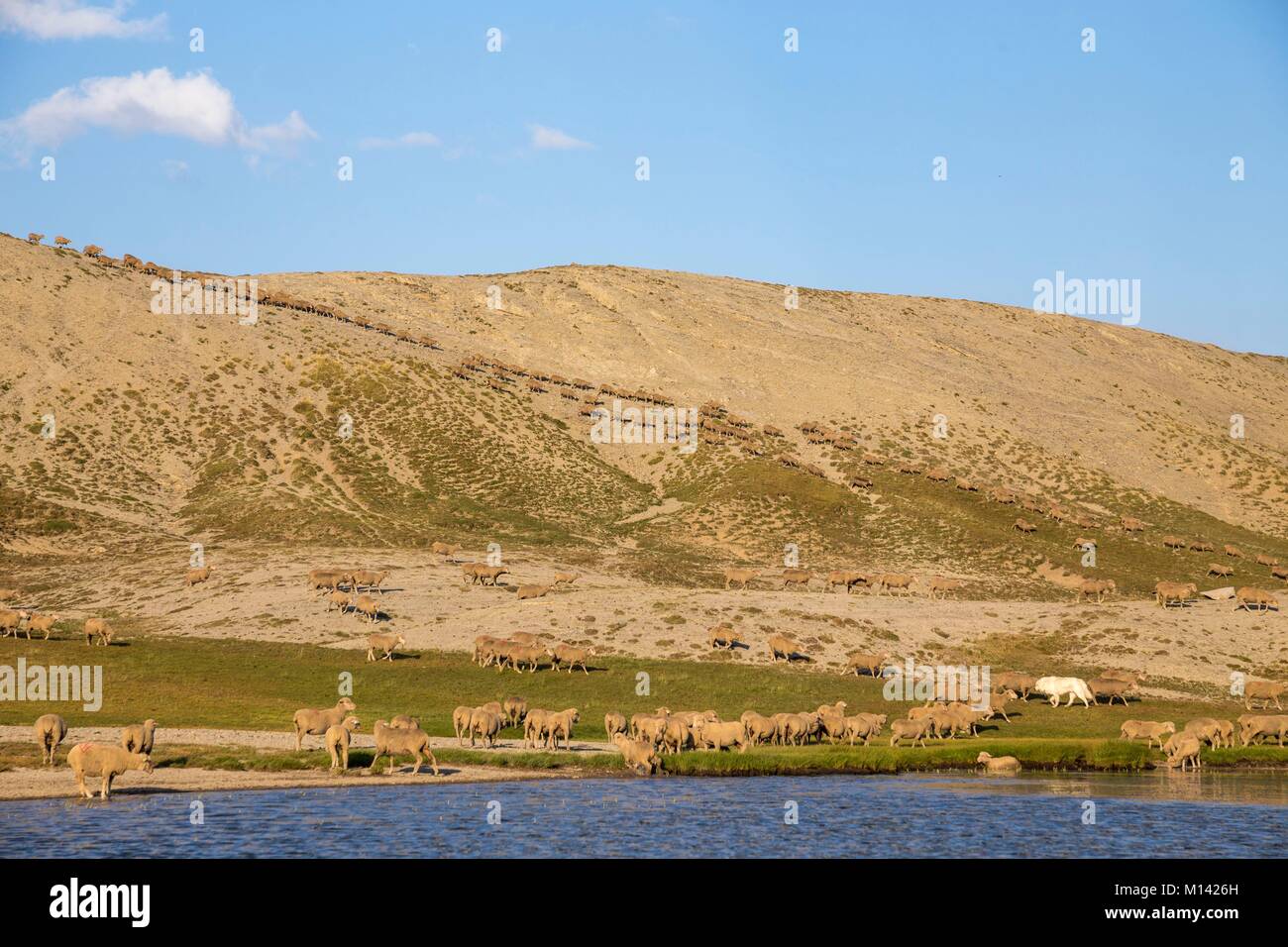 France, Alpes de Haute Provence, Parc National du Mercantour, Haut ...