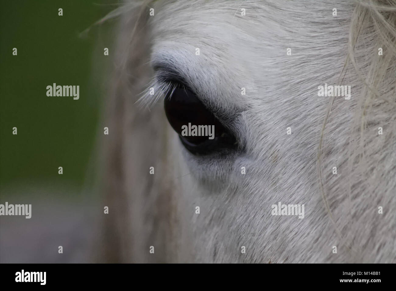 Un oeil de cheval Banque de photographies et d’images à haute ...