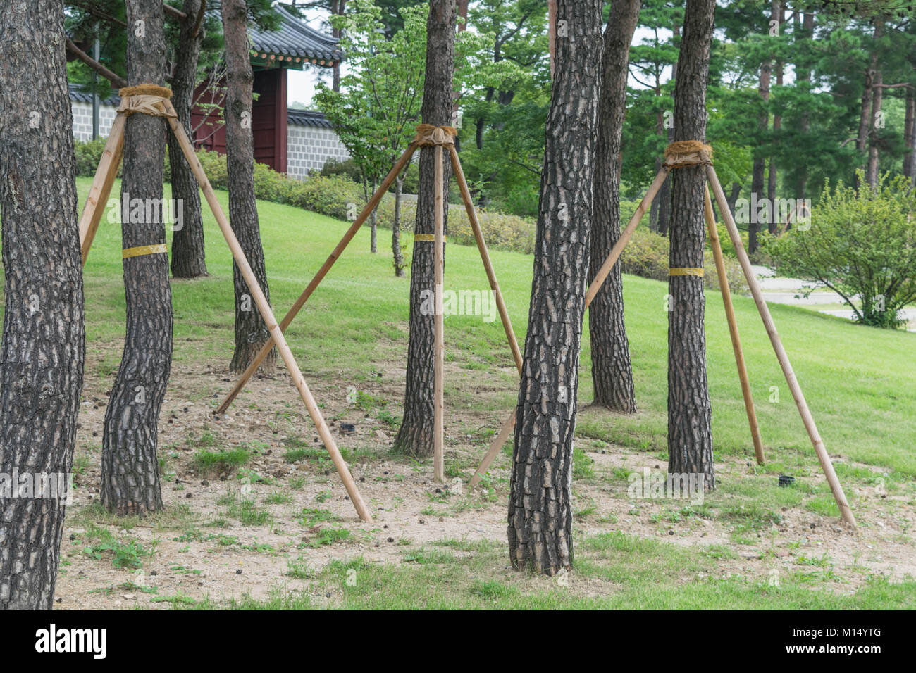 Tree support Banque de photographies et d’images à haute résolution - Alamy