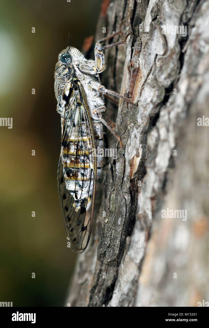 Cigale provence Banque de photographies et d’images à haute résolution ...