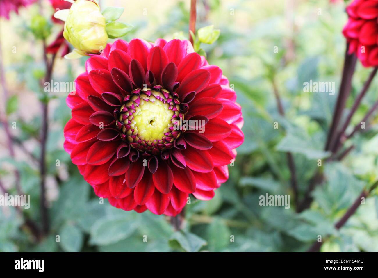Fleurs rouges dahlia simples Banque de photographies et d’images à ...