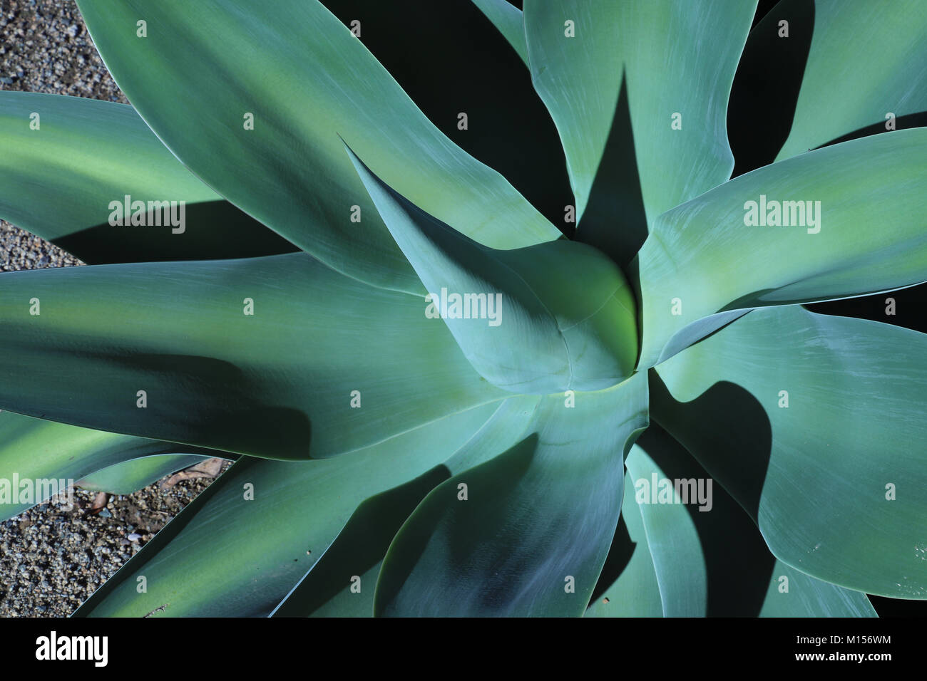 Feuilles pointues succulentes Banque de photographies et d’images à ...