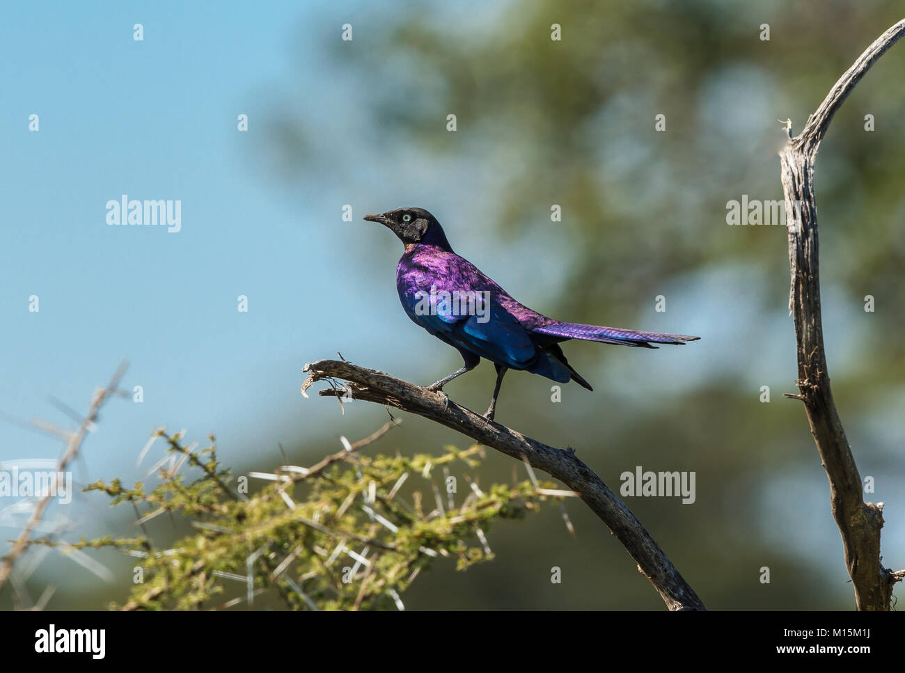 Ruppells starling Banque de photographies et d’images à haute ...