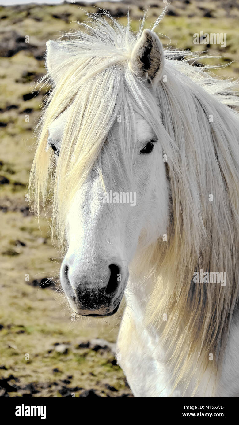 Tête De Cheval Blanc Banque d'image et photos - Alamy