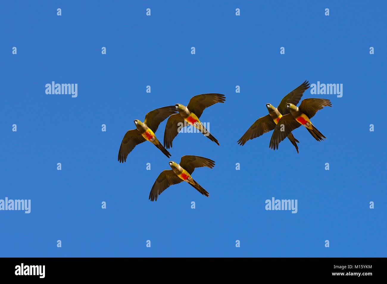 Cyanoliseus patagonus fouisseurs (perroquets) en vol,Las Grutas ...