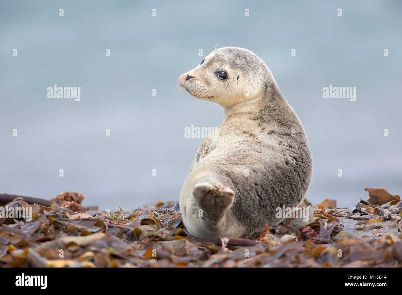 Jeune Phoque Commun Bébé Banque d'image et photos - Alamy