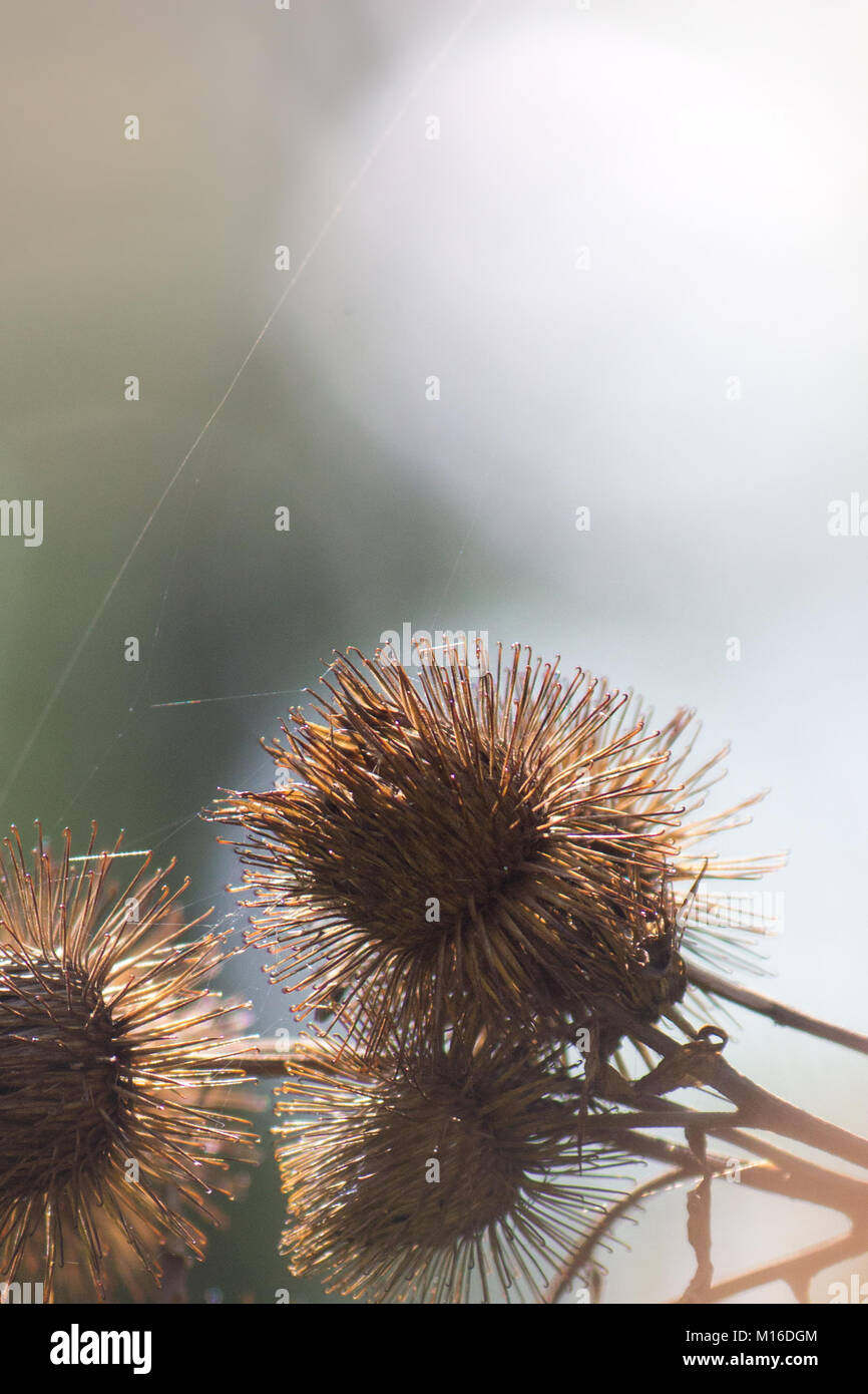 Velcro weed Banque de photographies et d’images à haute résolution - Alamy