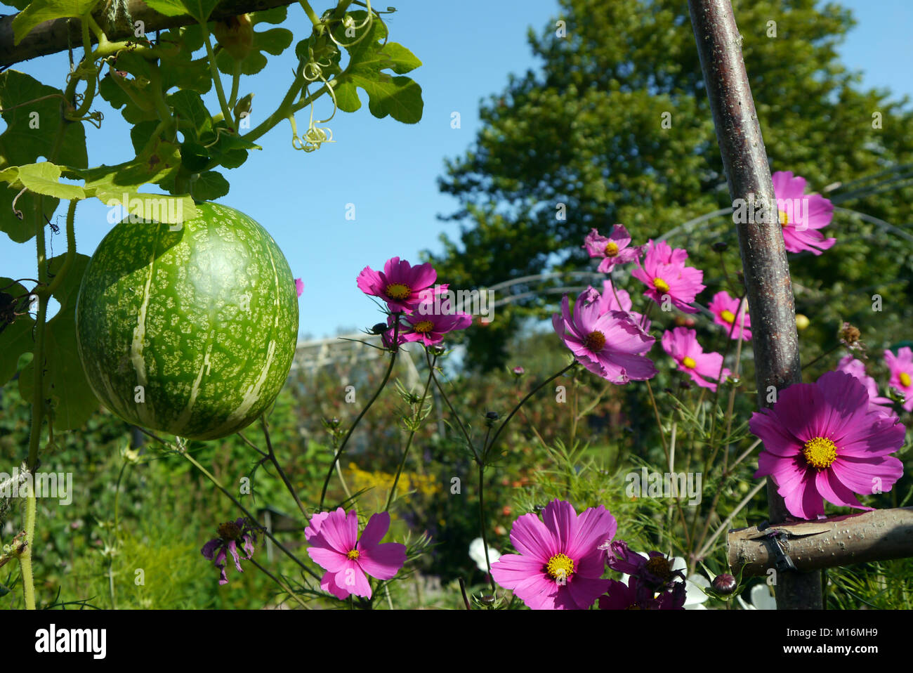 Fig Leaf Gourd (Cucurbita ficifolia) Growing in Vegetable Garden à RHS ...