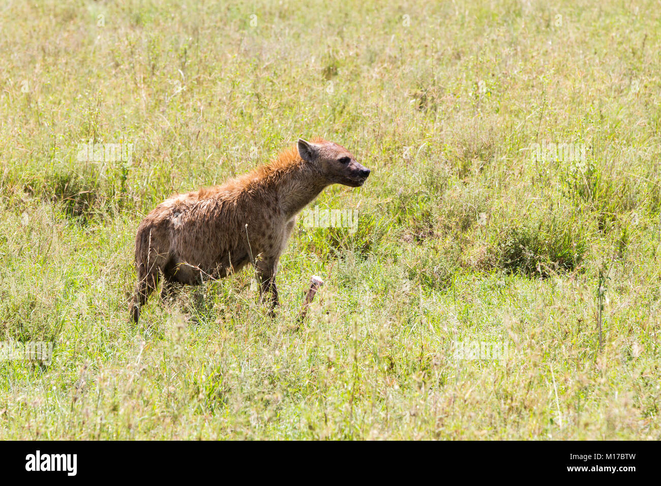 La Hyène tachetée (Crocuta crocuta), aussi connu sous le rire est une ...