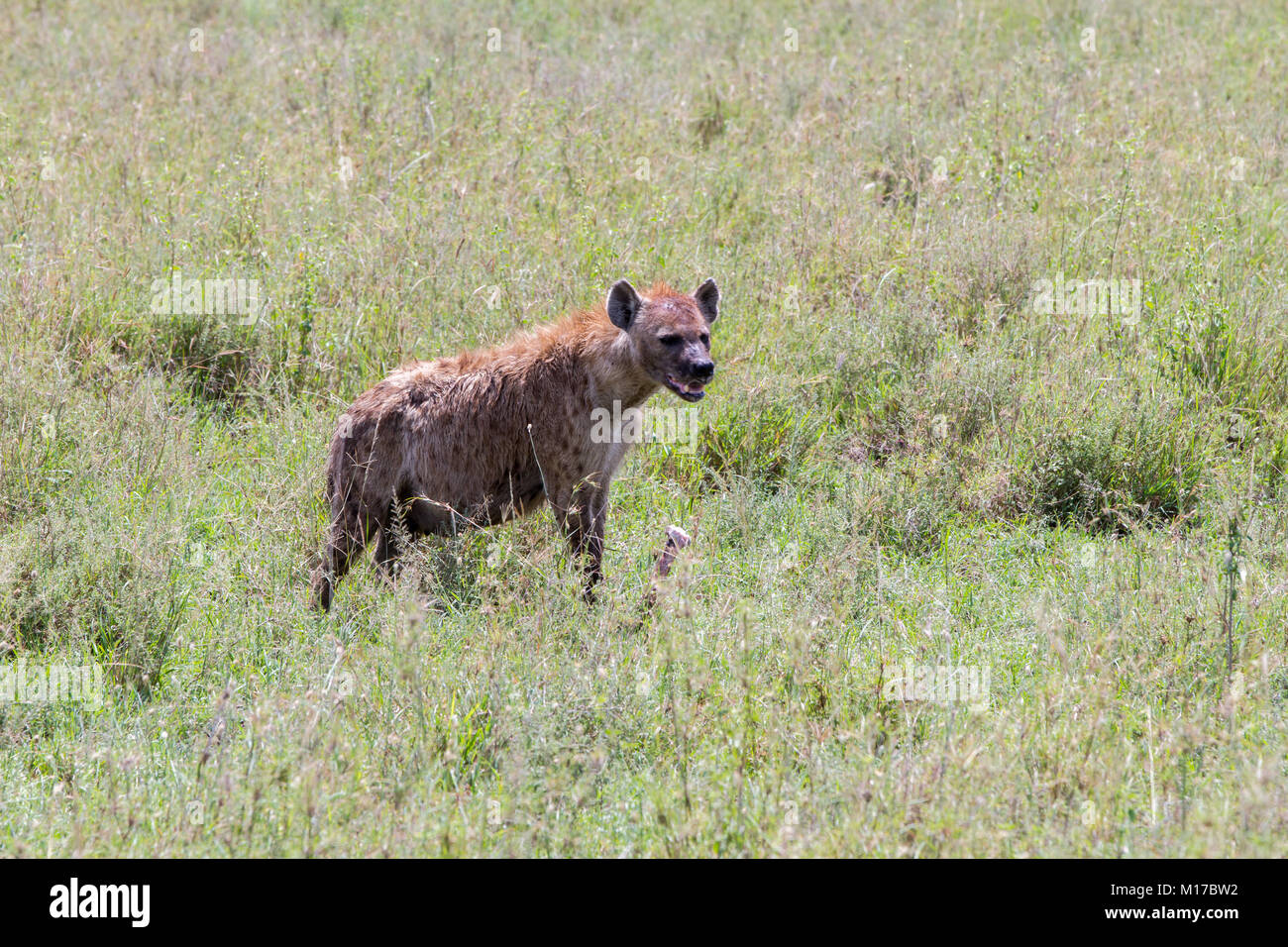 La Hyène tachetée (Crocuta crocuta), aussi connu sous le rire est une ...