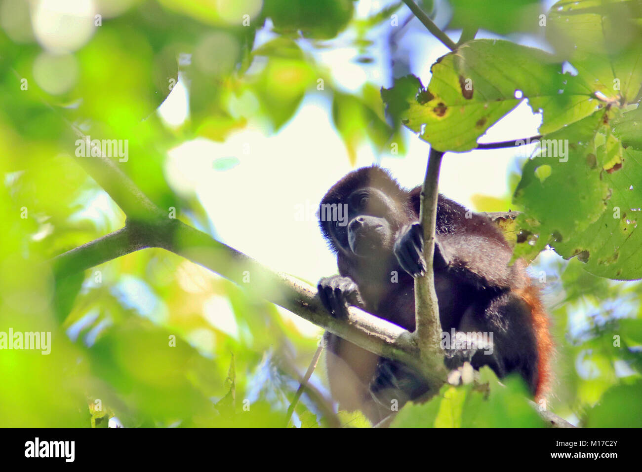 Costa rica, singes hurleurs Banque de photographies et d’images à haute ...