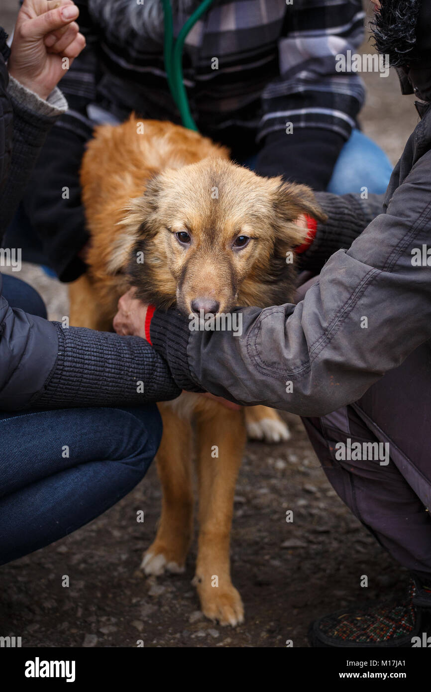 Le malheureux chien roux. Chien de rue dans les mains d'une femme ...